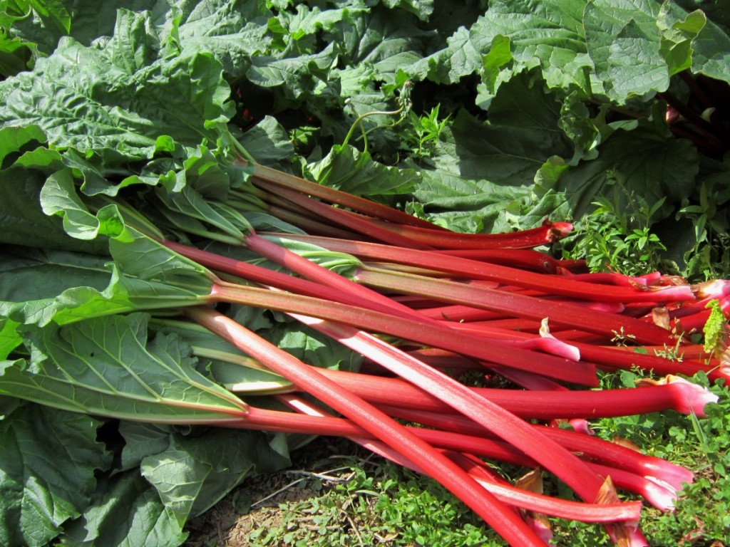 Rhubarb Fun Facts - BC Farm Fresh