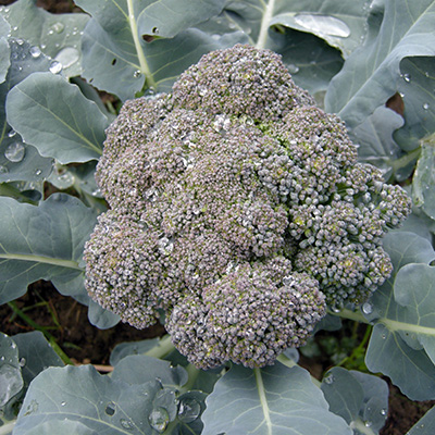 Broccoli | Products | BC Farm Fresh