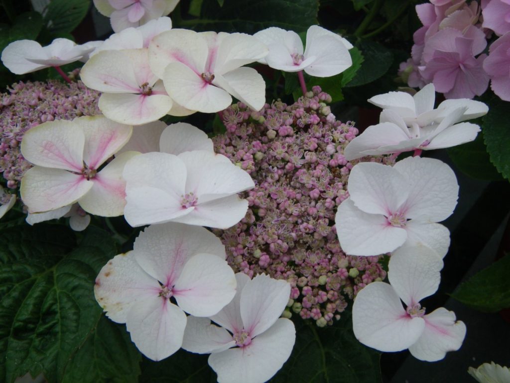 Hydrangea Hysteria - BC Farm Fresh