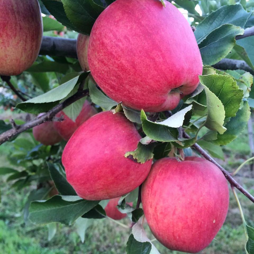 The Joys of Apples – Part One - BC Farm Fresh