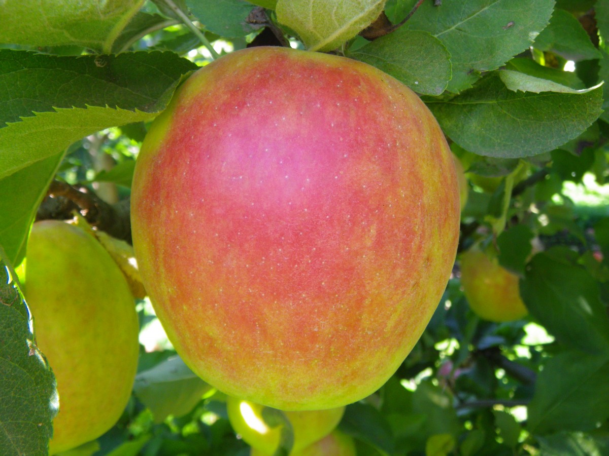 How to choose the right apple? - BC Farm Fresh