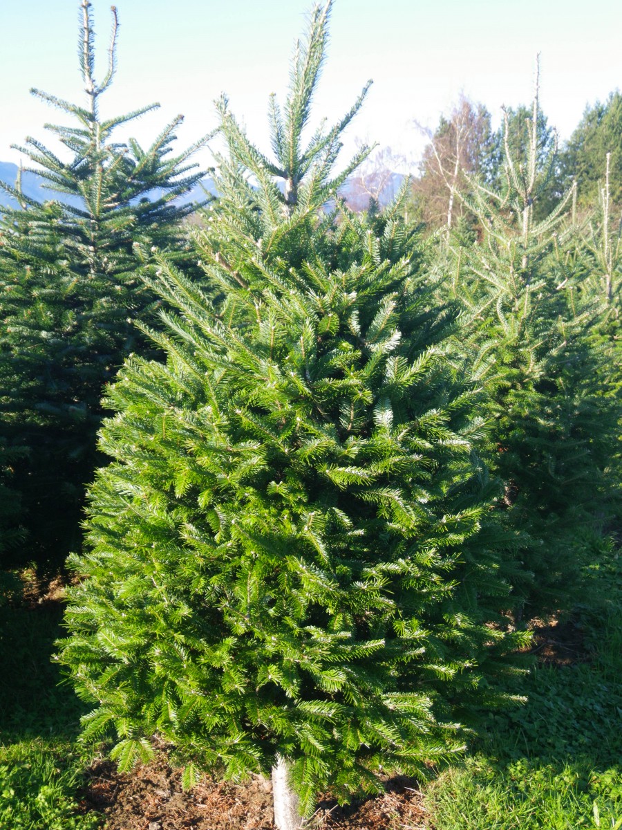 Choosing and caring for your live Christmas tree - BC Farm Fresh