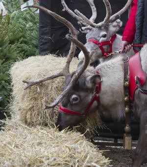 Just How do Santa's Reindeer get the Job Done? - BC Farm Fresh