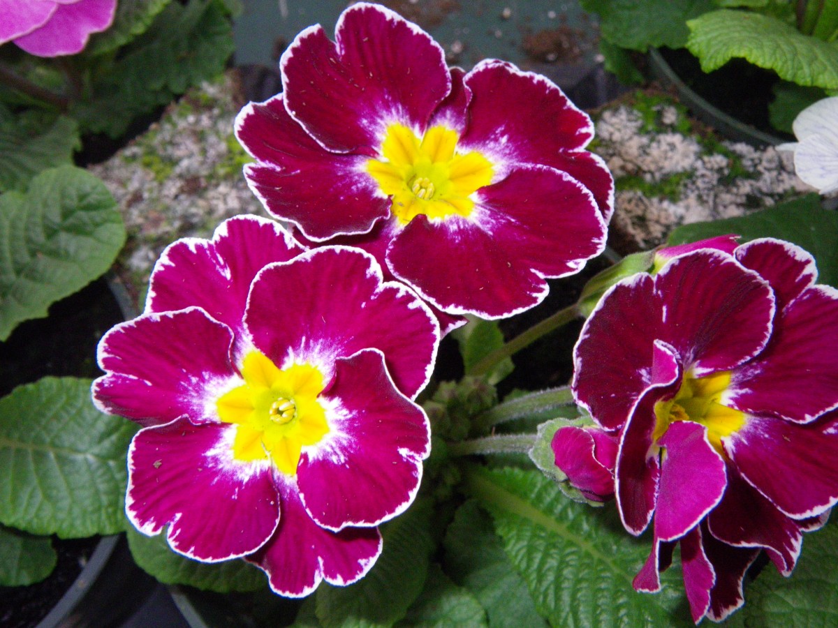 Pretty Primulas - BC Farm Fresh