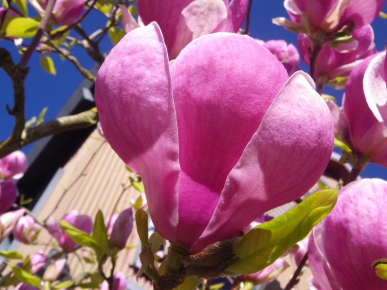 Magnolia Magic - BC Farm Fresh