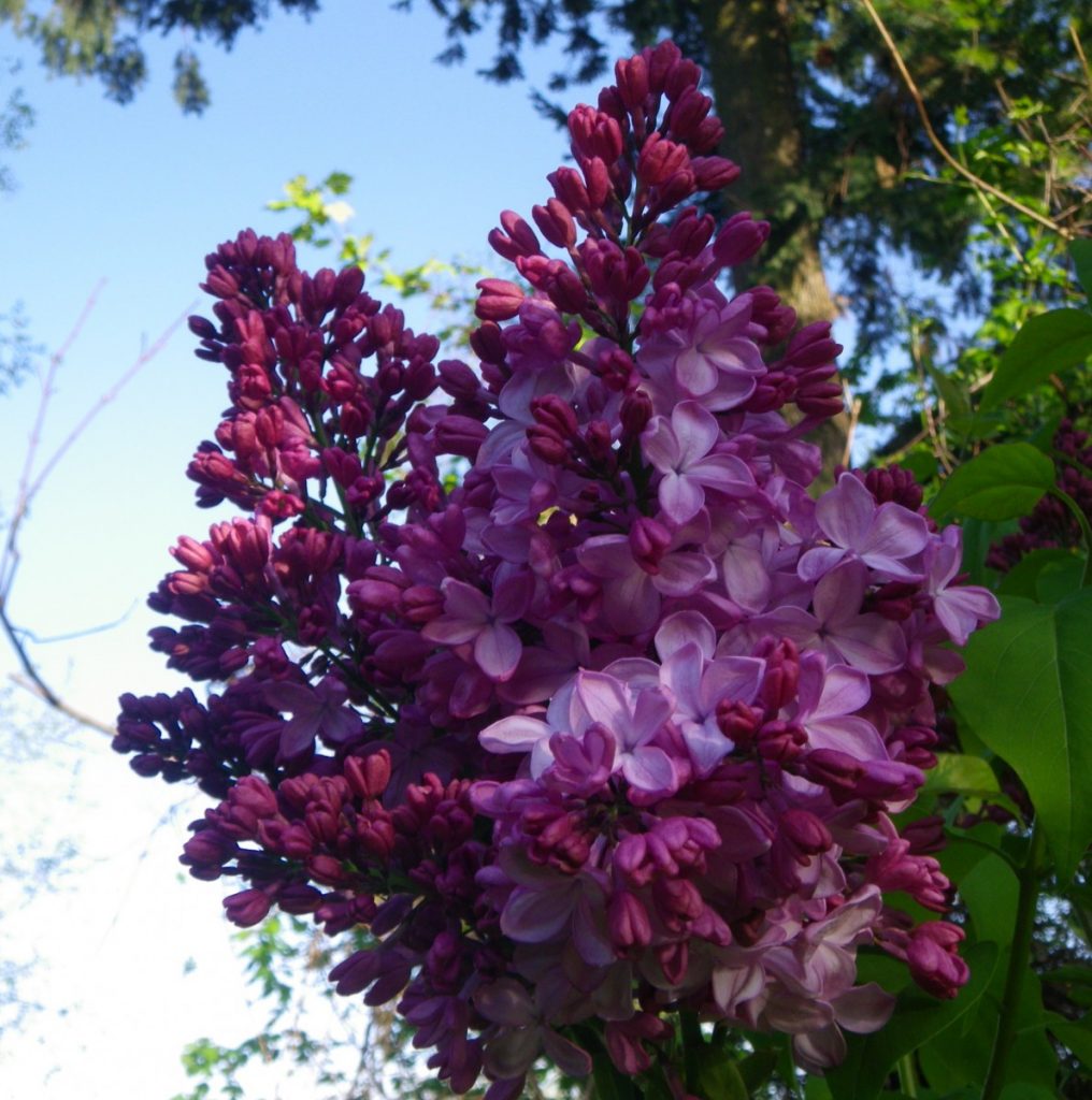 Enchanting Lilacs - BC Farm Fresh